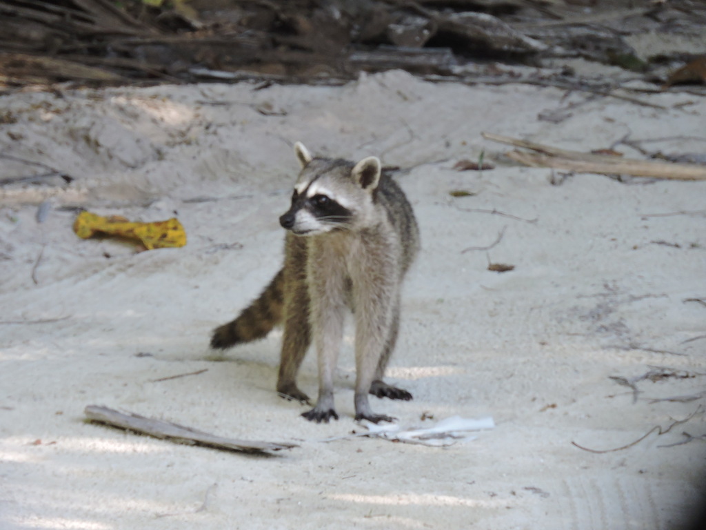 Pygmy Raccoon (Procyon pygmaeus) - Know Your Mammals