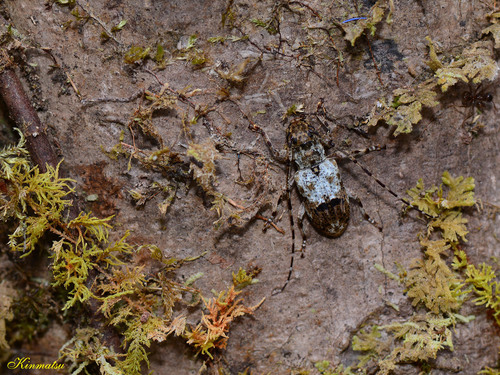 Subgenus Saimia · iNaturalist