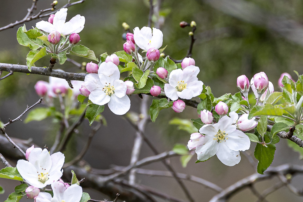 apples from Rockland County, NY, USA on April 28, 2023 at 11:57 AM by ...