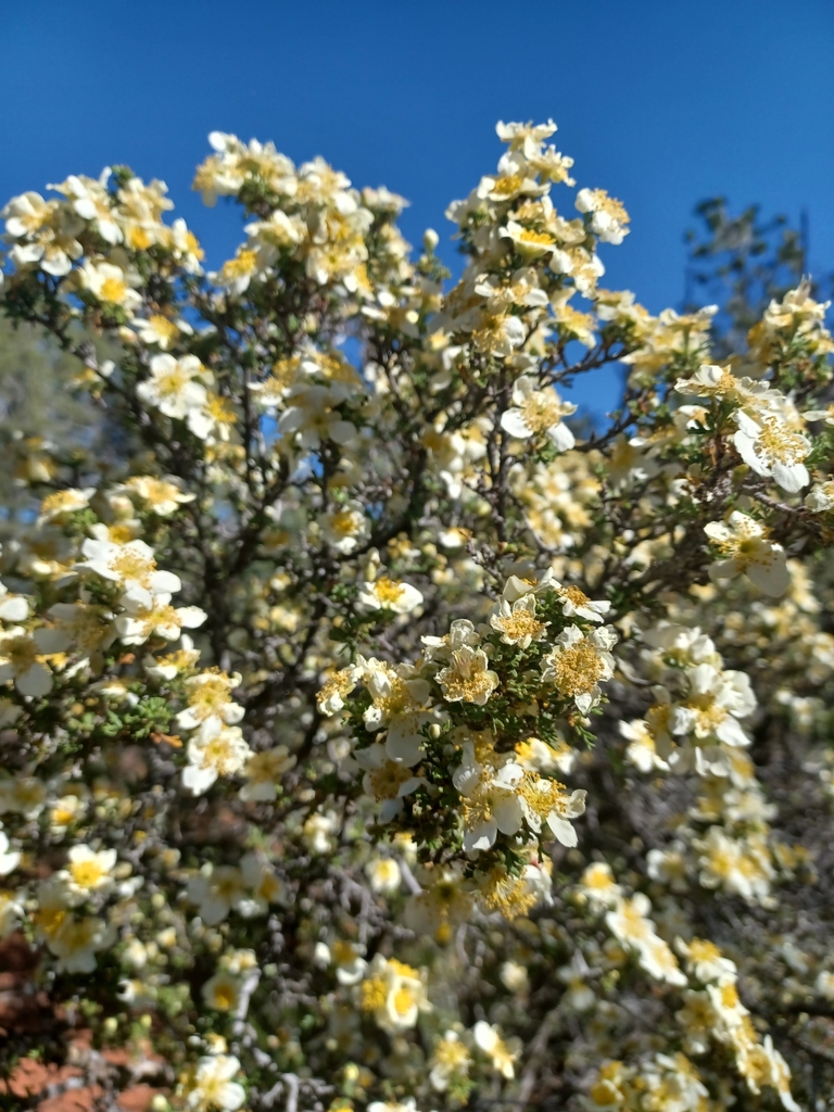 Stansbury's Cliffrose from Sedona, AZ 86336, USA on April 30, 2023 at ...