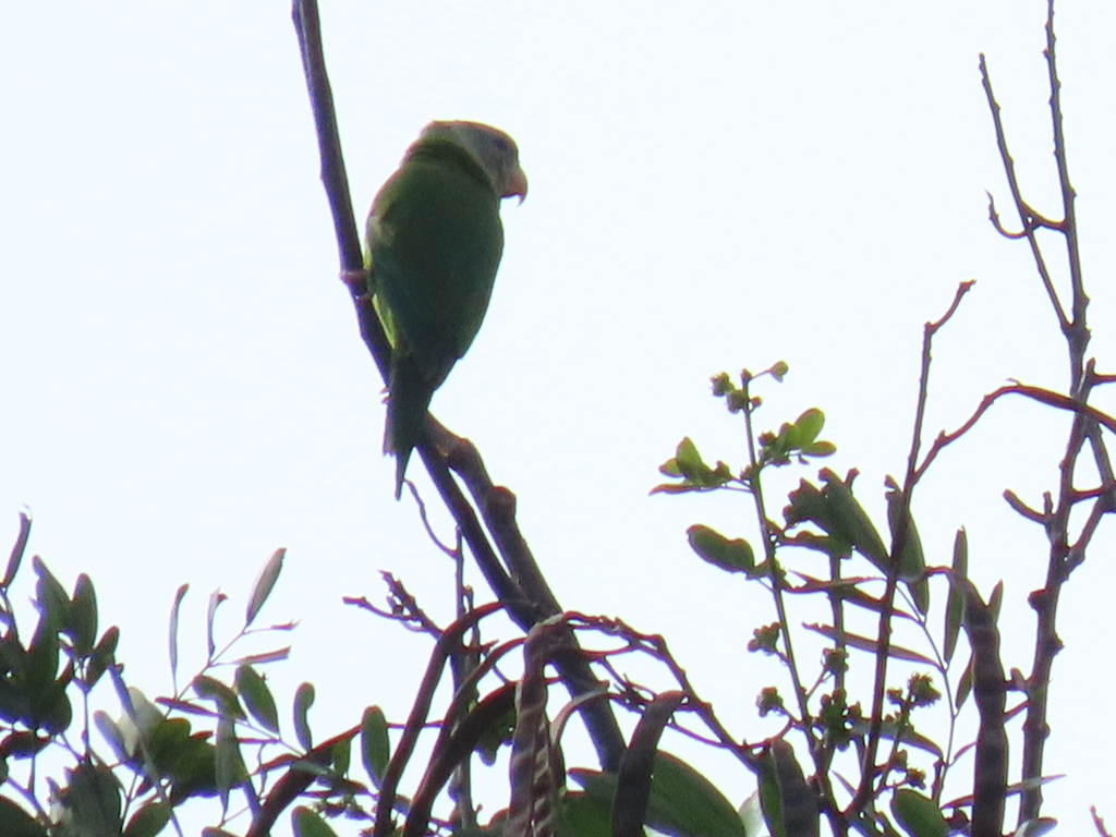 Gray-cheeked Parakeet in April 2023 by Glenda Pozo · iNaturalist