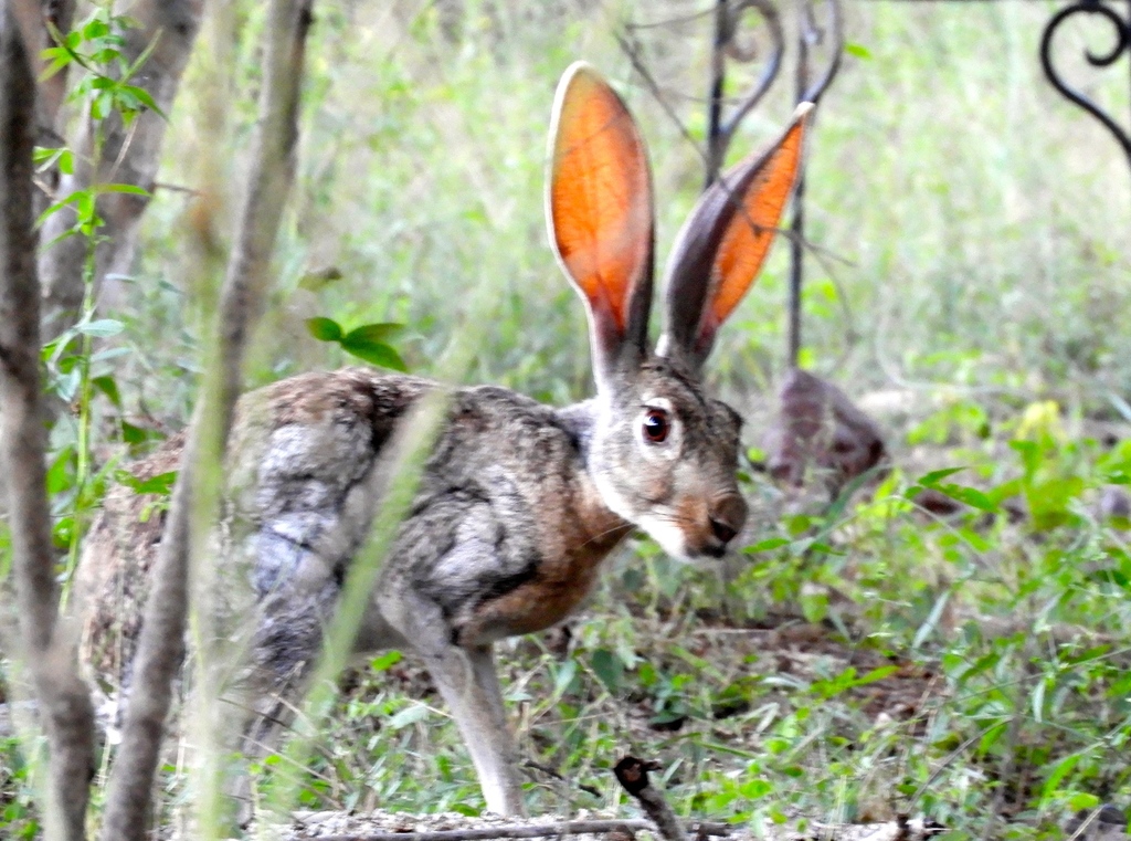 (Macrotolagus) - Know Your Mammals