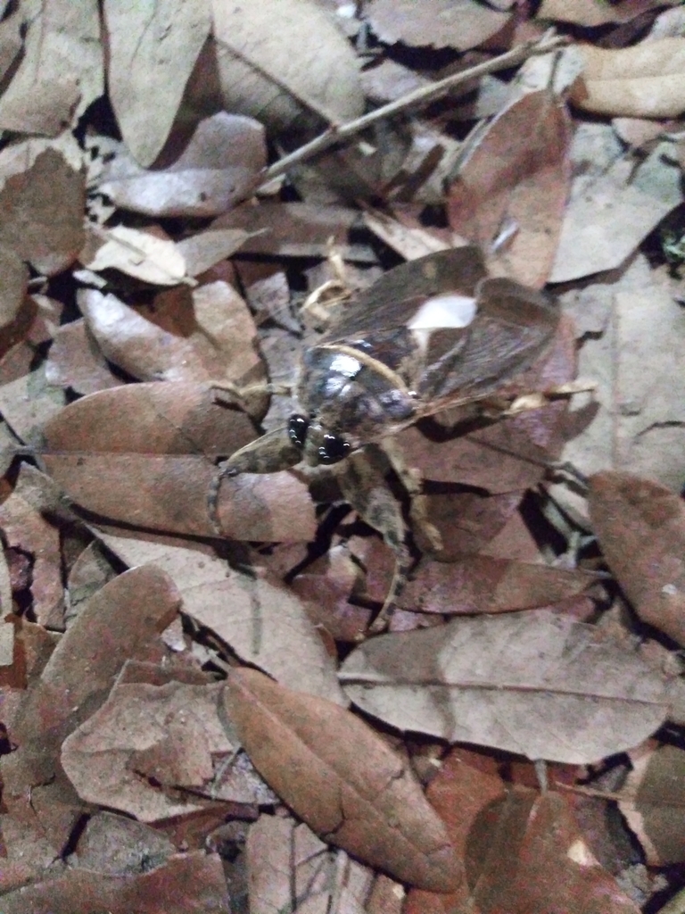 Lethocerus medius from US-281, Falfurrias, TX 78355, USA on October 27 ...