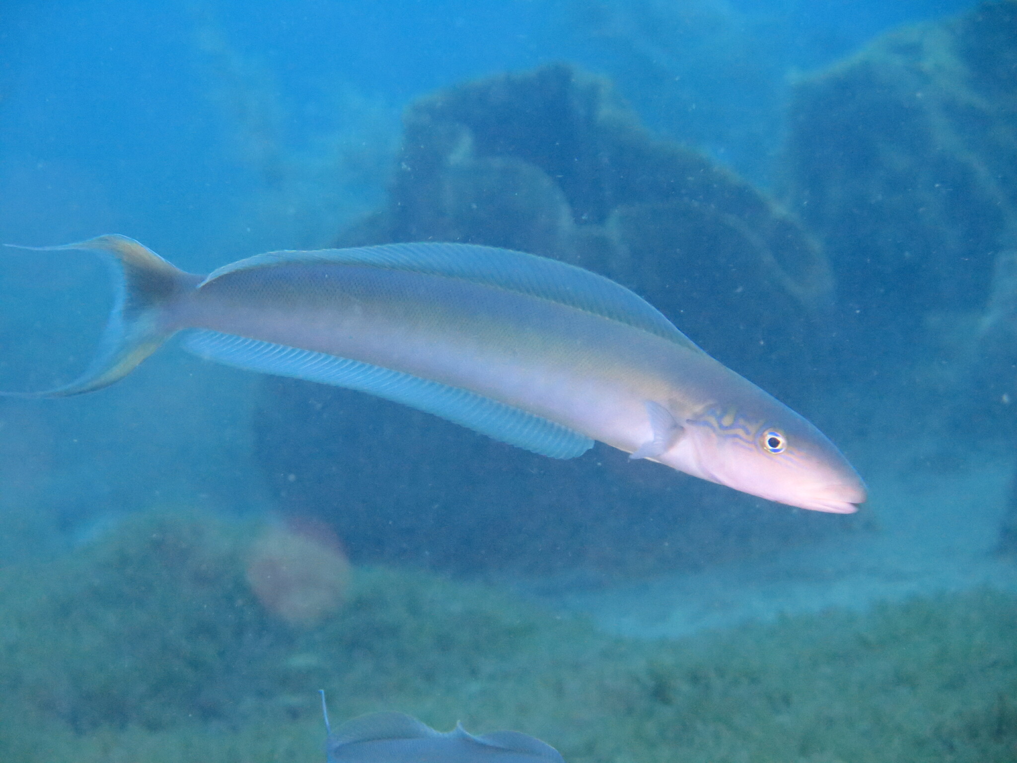 Malacanthus Cuvier, 1829