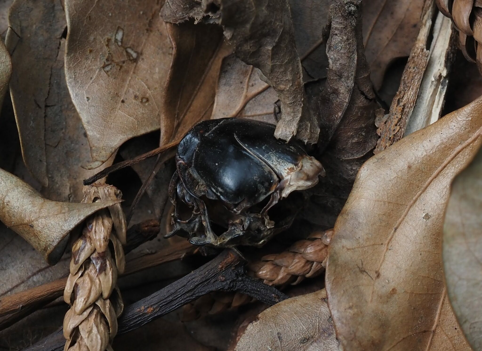 Cryptotympana atrata (Fabricius, 1775)