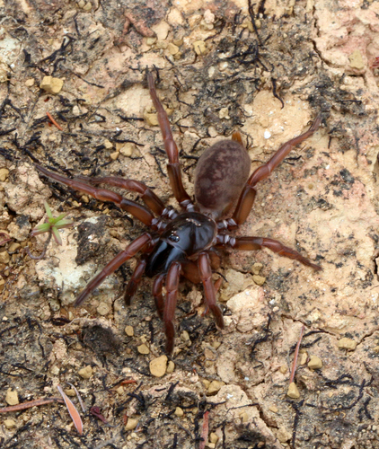 Open-holed Trapdoors (Family Pycnothelidae) · iNaturalist