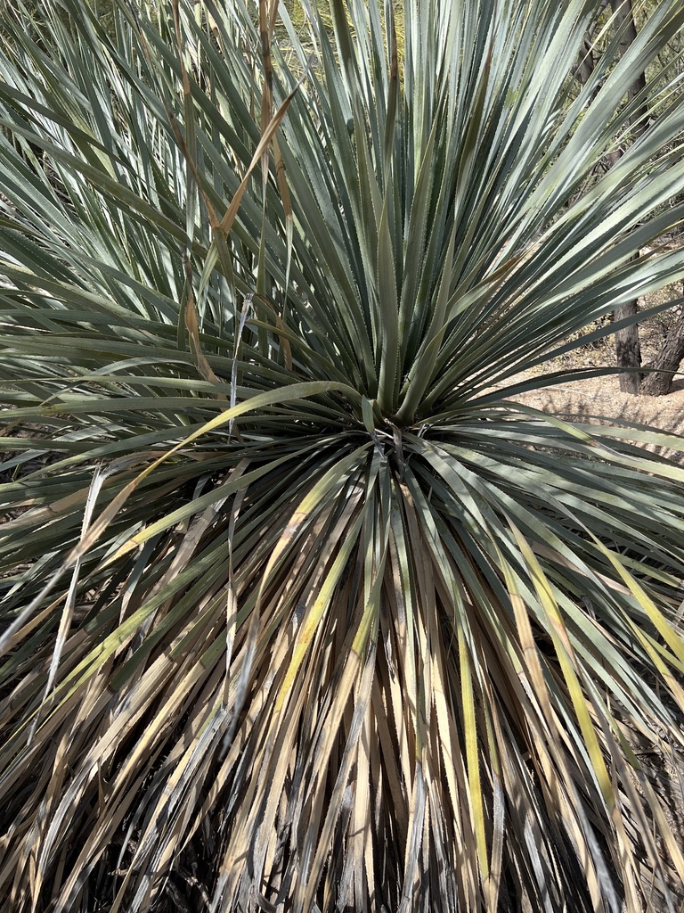 Wheeler sotol from Tohono Chul Park, Tucson, AZ, US on April 30, 2023 ...