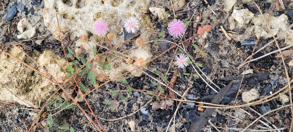 littleleaf sensitive-briar from Glenvar Heights, FL, USA on April 30 ...