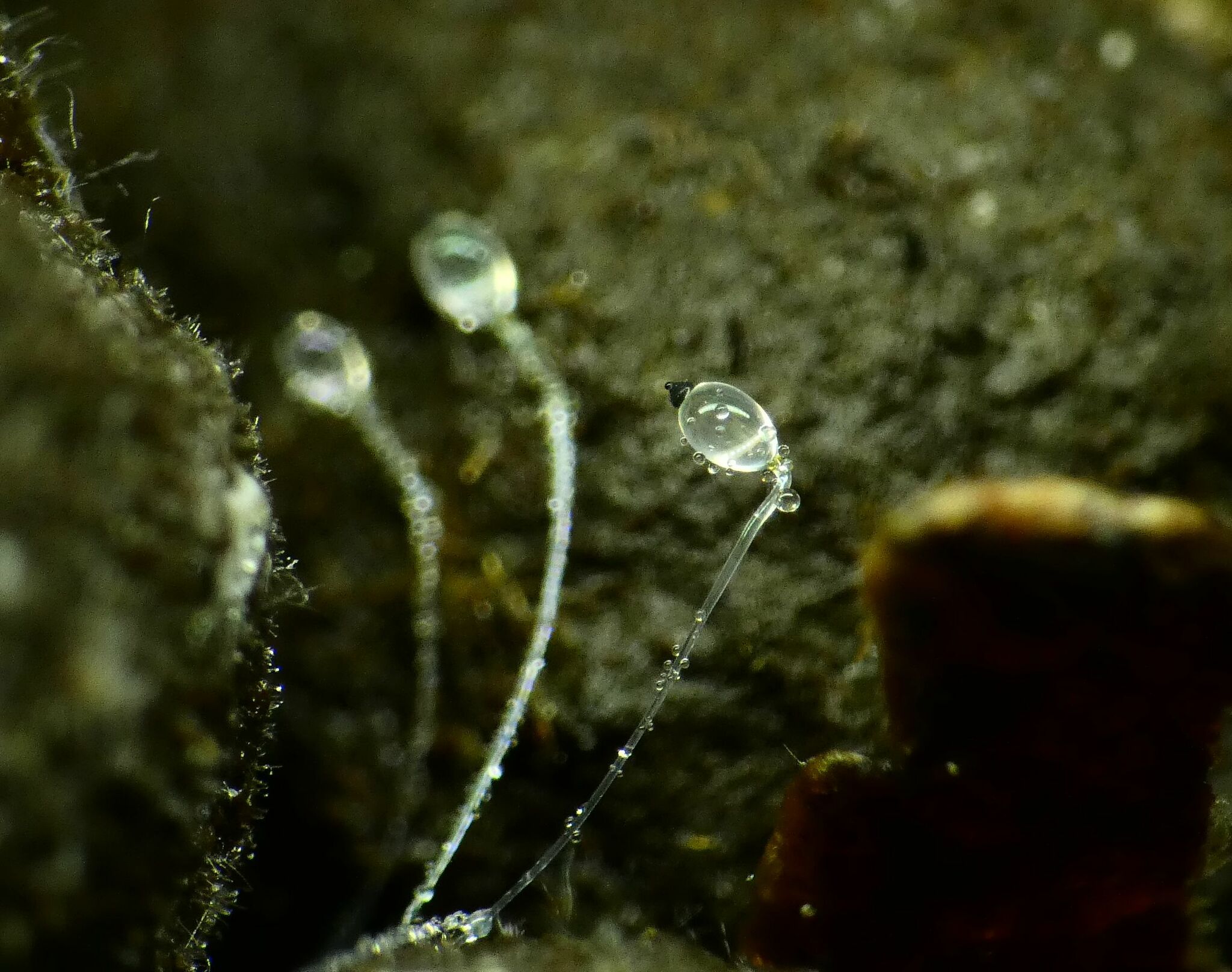 Pilobolus umbonatus Buller