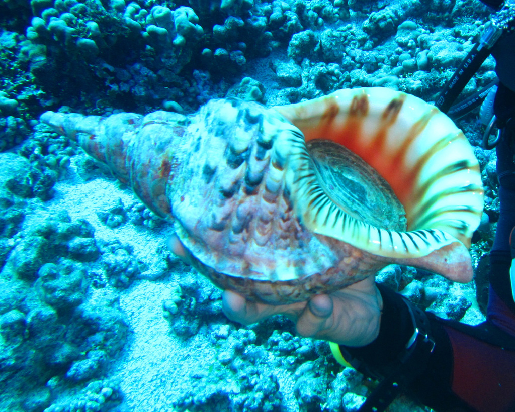 Giant Triton Snail from Fakarava Atoll, Fransk Polynesien on September ...