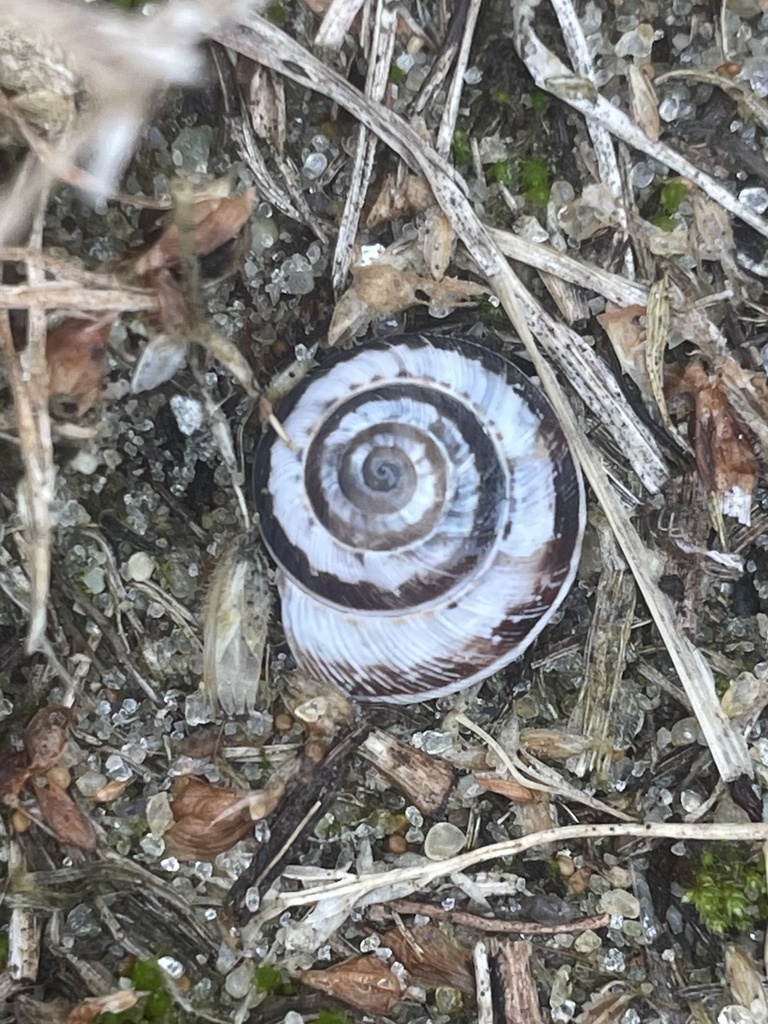 Vineyard Snail from S Cobia Way, Nags Head, NC, US on April 30, 2023 at ...