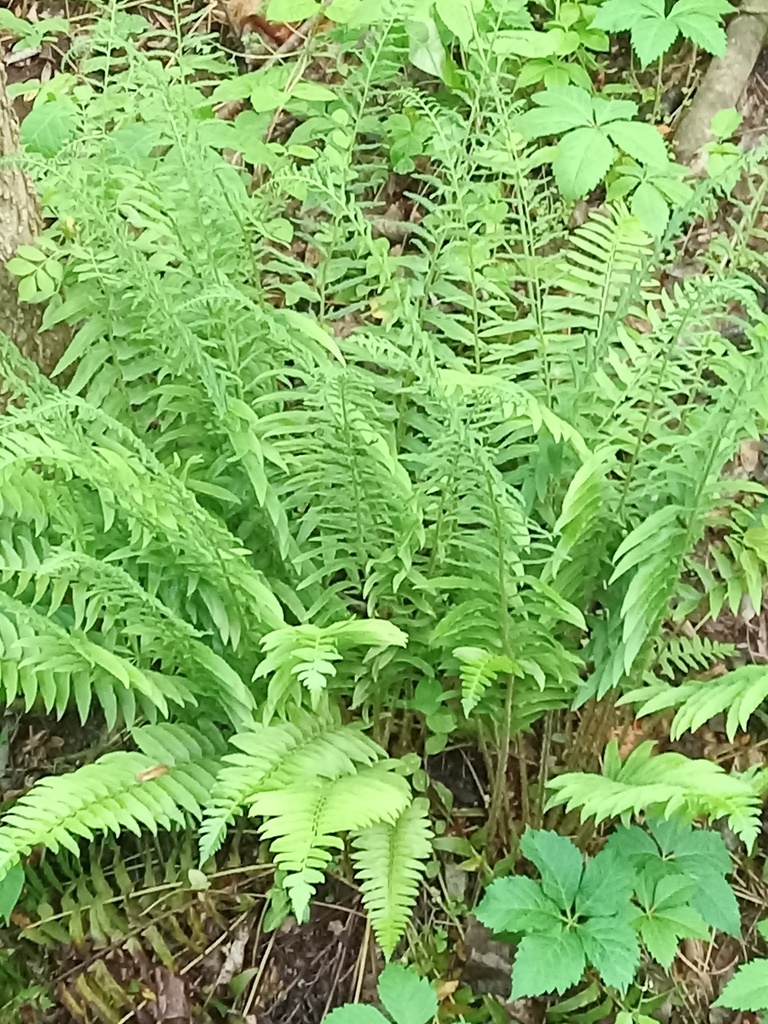 Christmas fern from Fairfax, Virginia, United States on April 29, 2023 ...