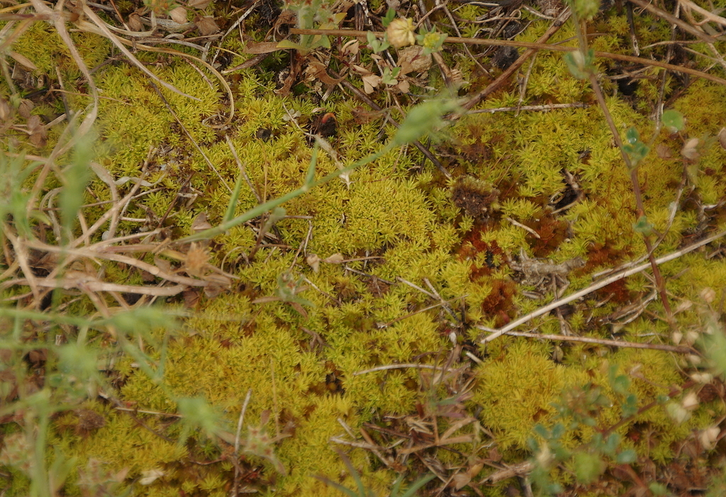 Side-fruited Crisp-moss from Provincia di Oristano, Italia on April 30 ...