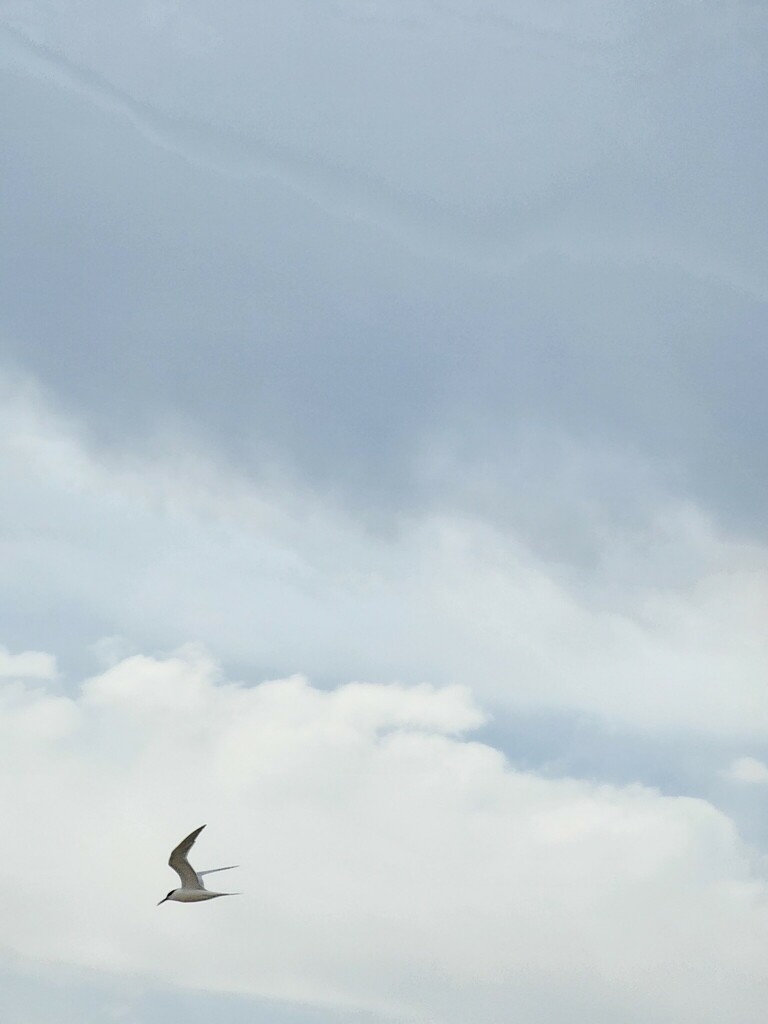 Common Tern from Baldwin County, AL, USA on April 25, 2023 at 10:26 AM ...