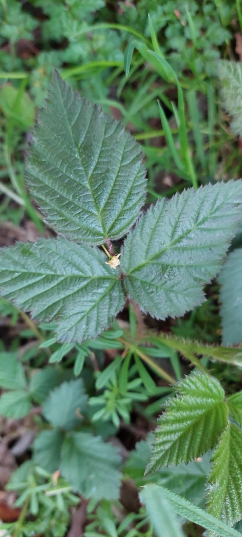 Rubus fruticosus L.