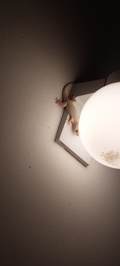Northern House Gecko from 2, Kuwait on April 30, 2023 at 07:38 PM by ...