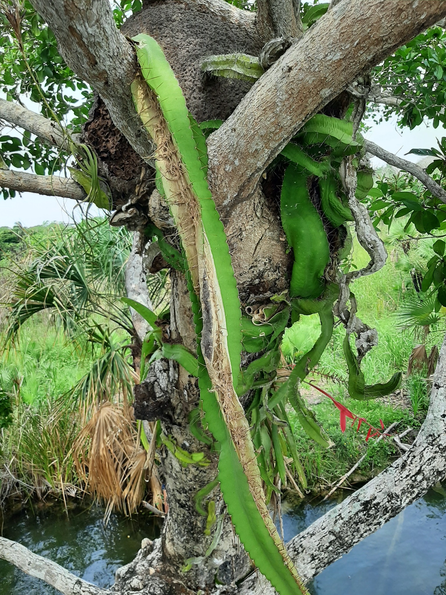 Deamia testudo (Karw.) Britton & Rose