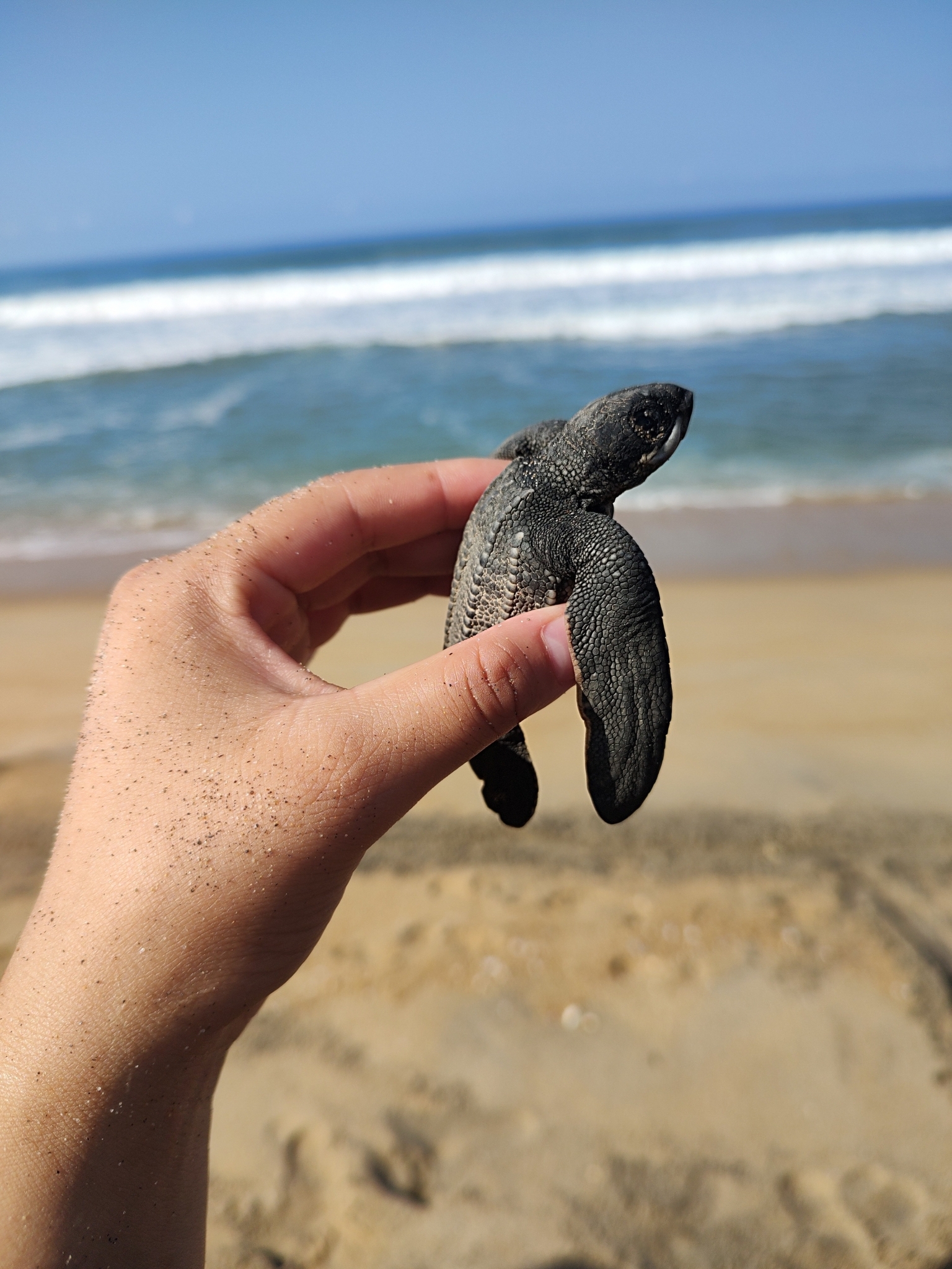 Dermochelys coriacea (Vandelli, 1761)