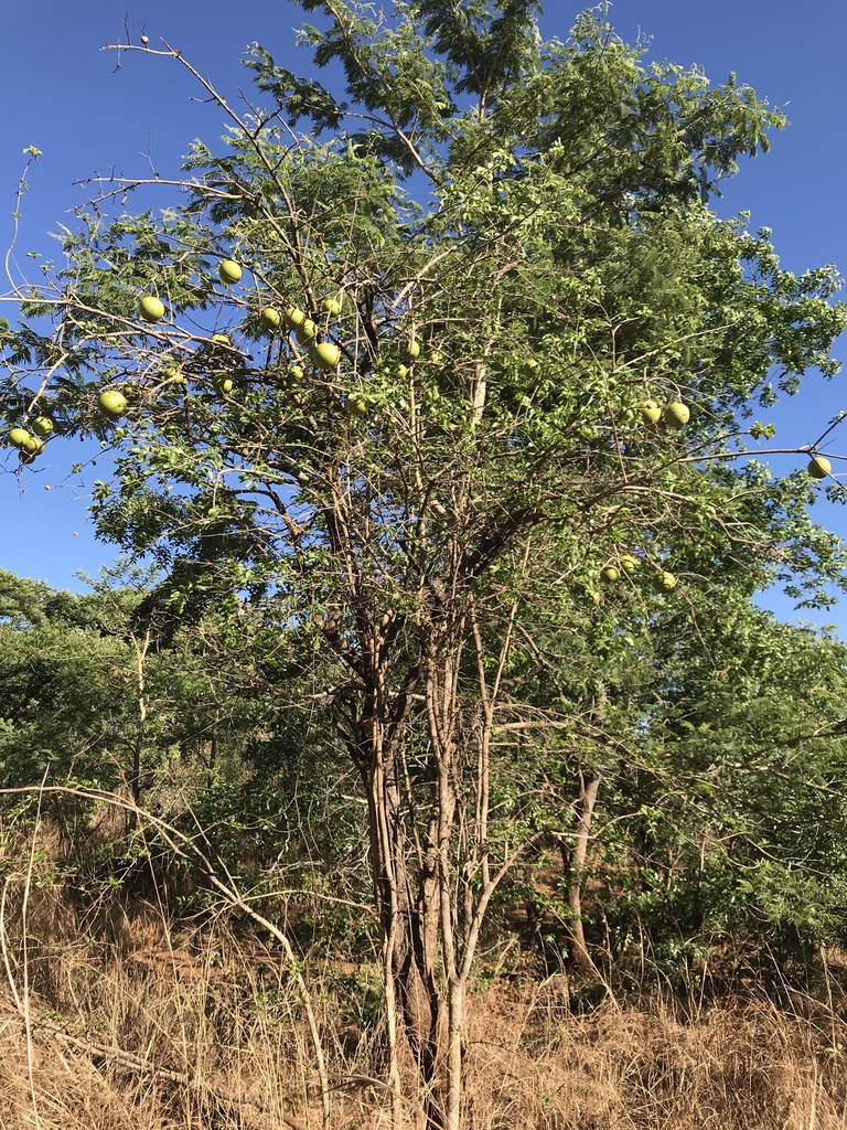 Spiny monkey orange (Strychnos spinosa) - Botanical Realm