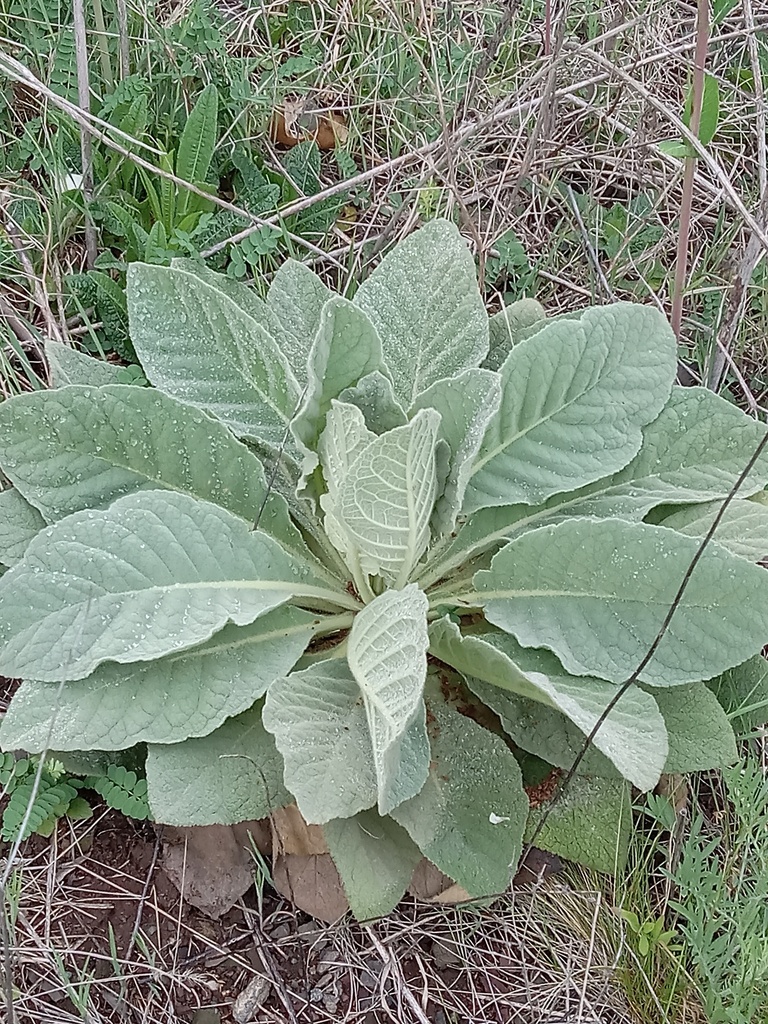 great mullein from Centreville, VA, USA on April 29, 2023 at 05:36 PM ...
