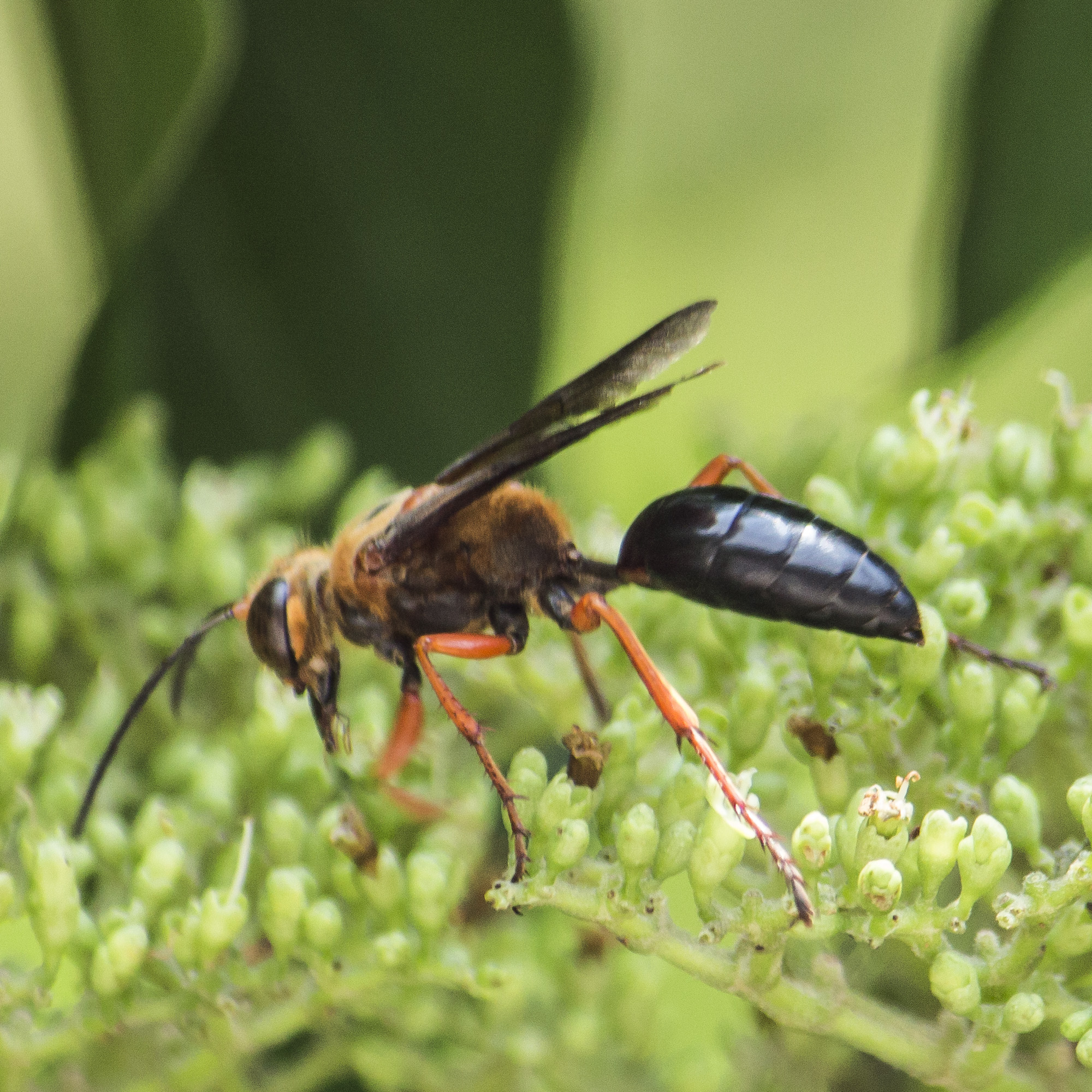 Sphex sericeus (Fabricius, 1804)