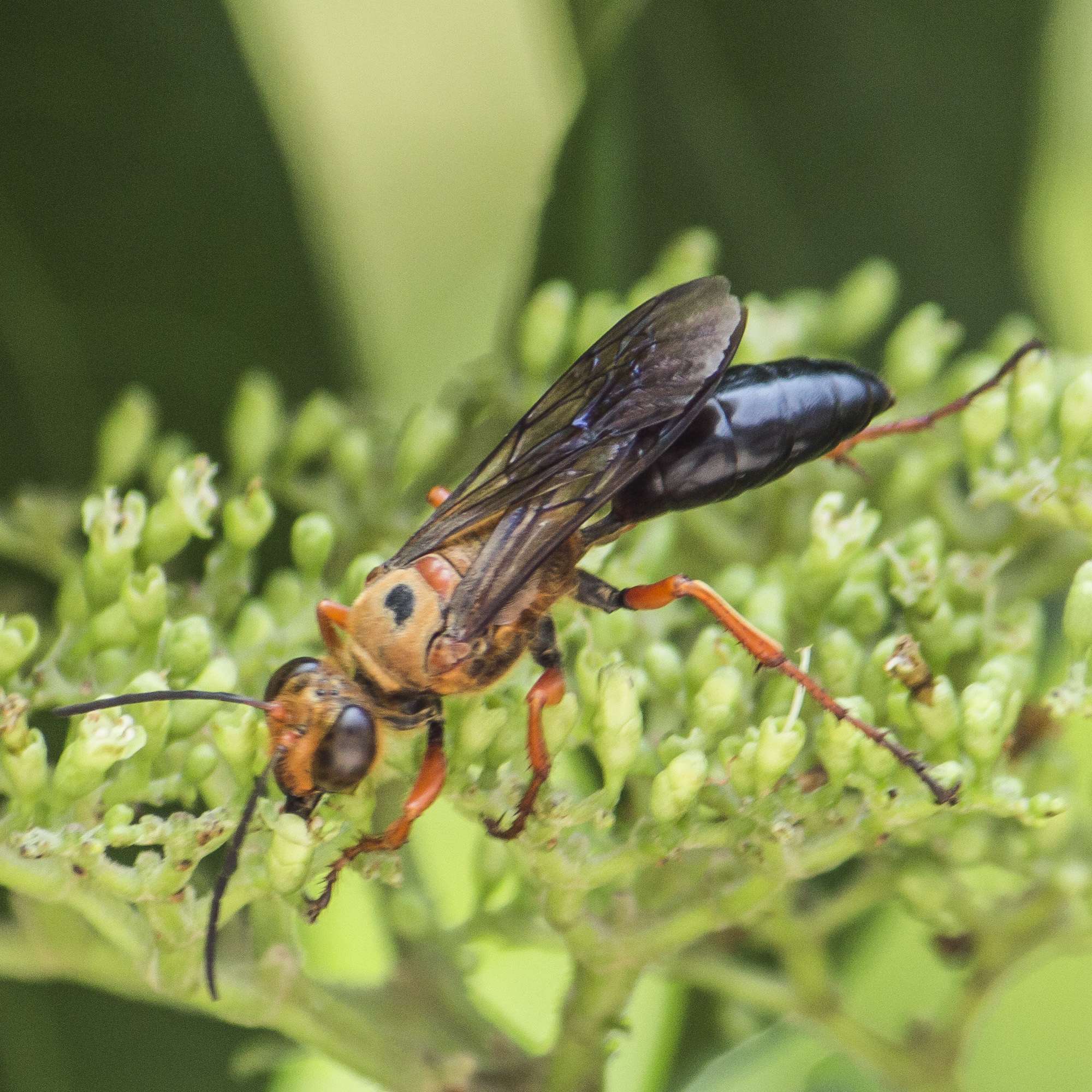 Sphex sericeus (Fabricius, 1804)
