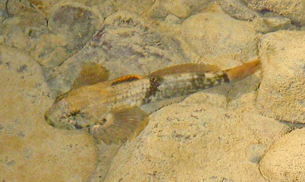 Slimy Sculpin (Fish of the great lakes watershed) · iNaturalist