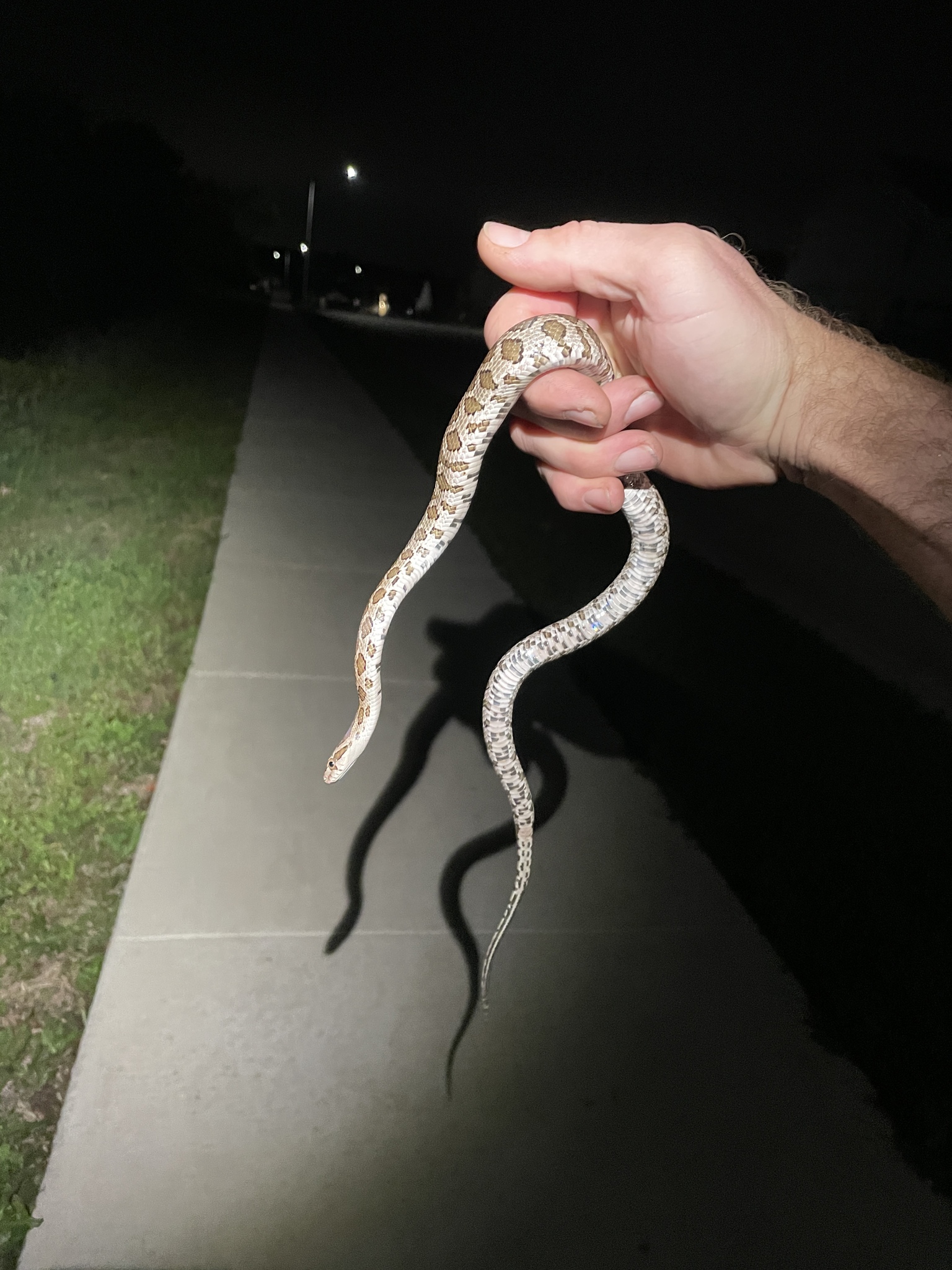Pantherophis emoryi (Baird & Girard, 1853)