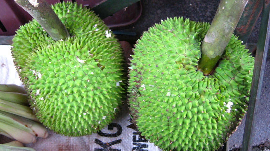 Breadnut (Artocarpus camansi) - Botanical Realm