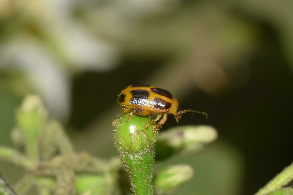 Hyphasis magica from Gangtok, Sikkim, India on April 30, 2023 at 11:50 ...