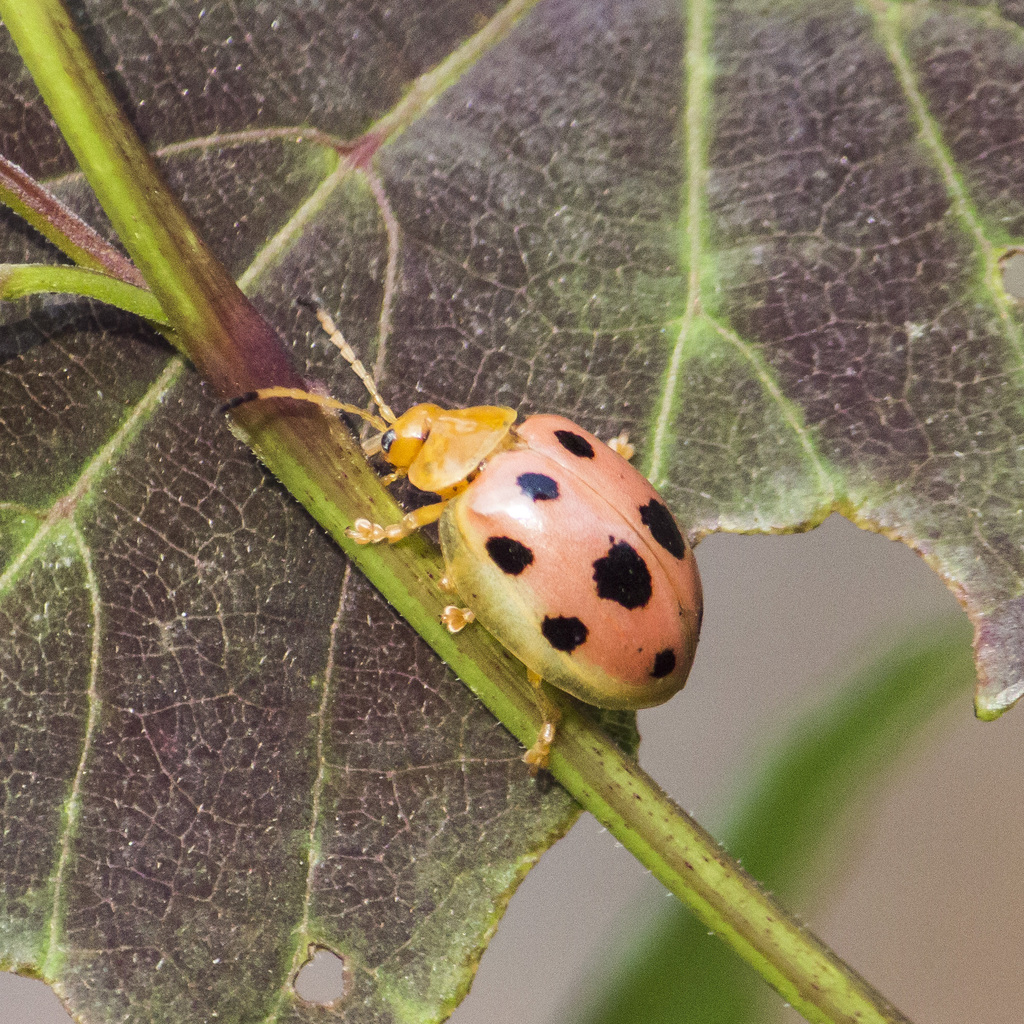 Oides decempunctata from 台灣高雄市 on April 29, 2023 at 03:34 PM by 野一點 A ...