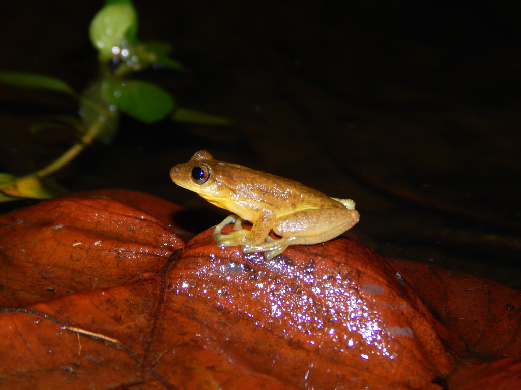 Boettger's Colombian Tree Frog from Buenavista, Quindío, Colombia on ...