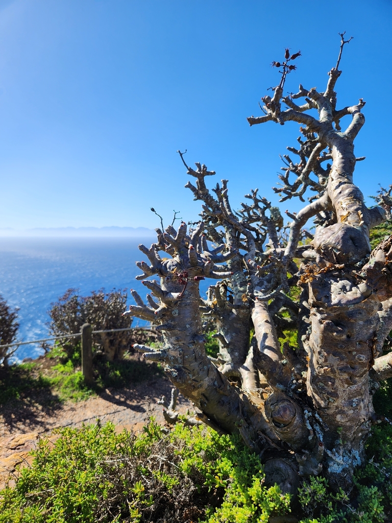 Botterboom from Cape Point on April 30, 2023 at 12:06 PM by deepa_daya ...