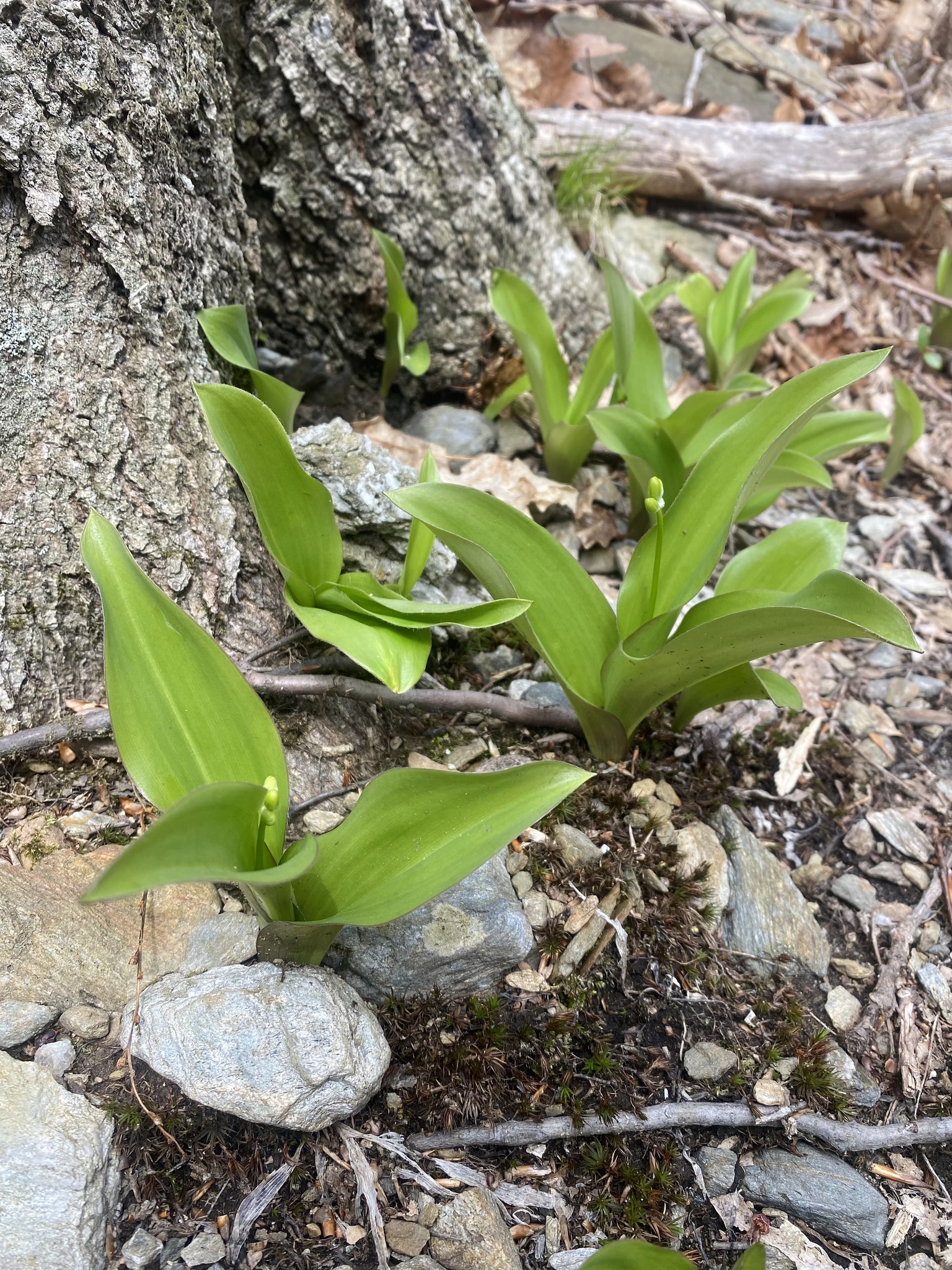 Clintonia borealis (Aiton) Raf.
