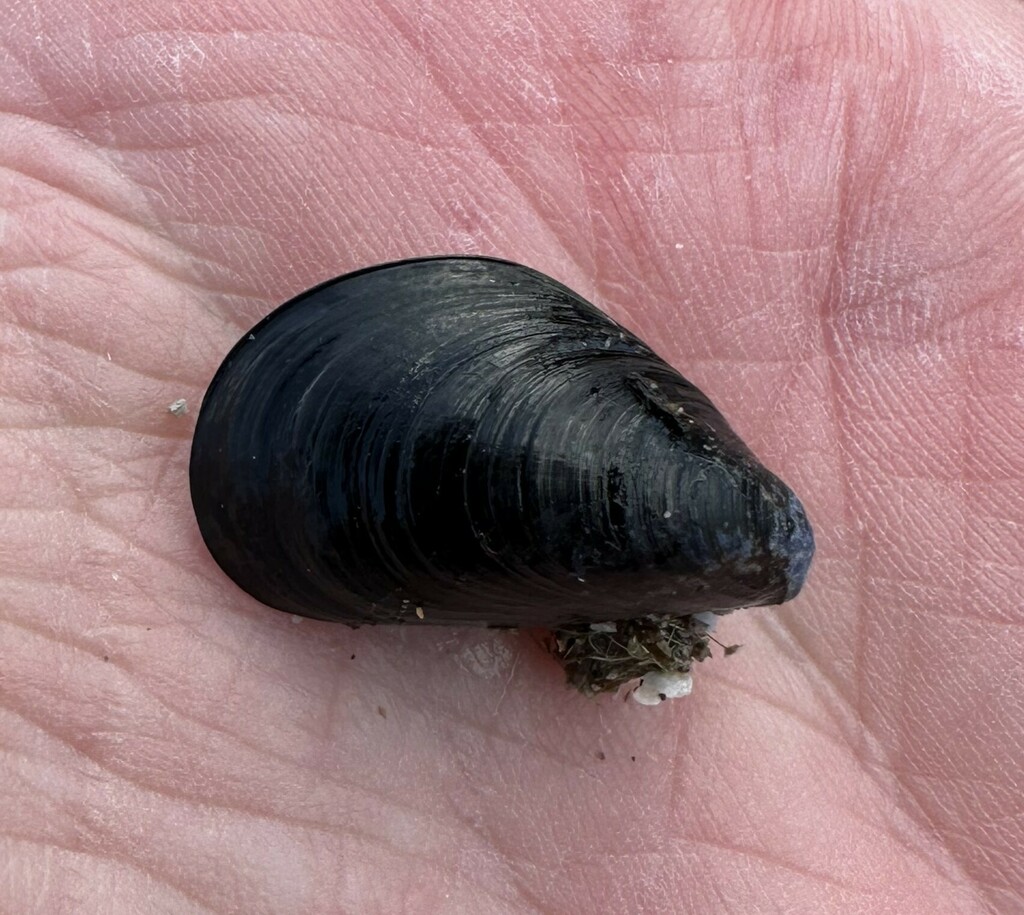 Northern Bay Mussel from Seaside, Clatsop Co., OR, USA on April 14 ...