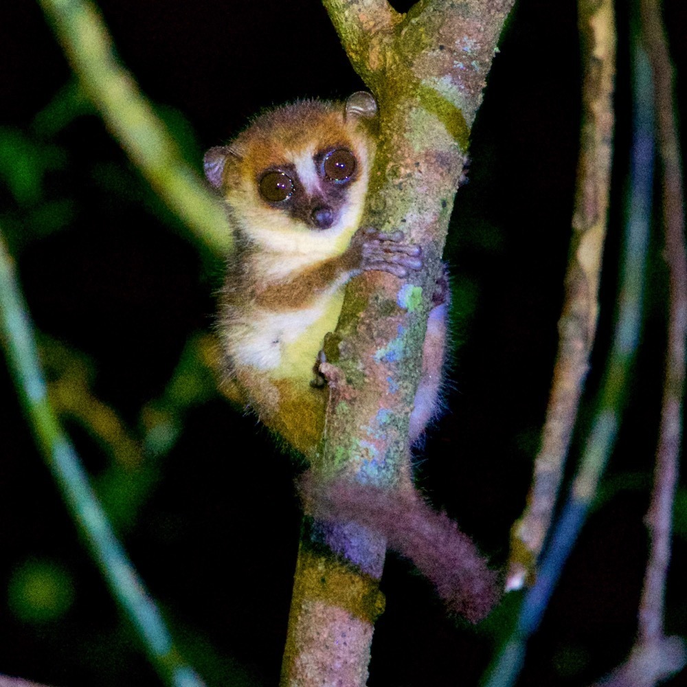 Mouse Lemurs (Microcebus) - Know Your Mammals