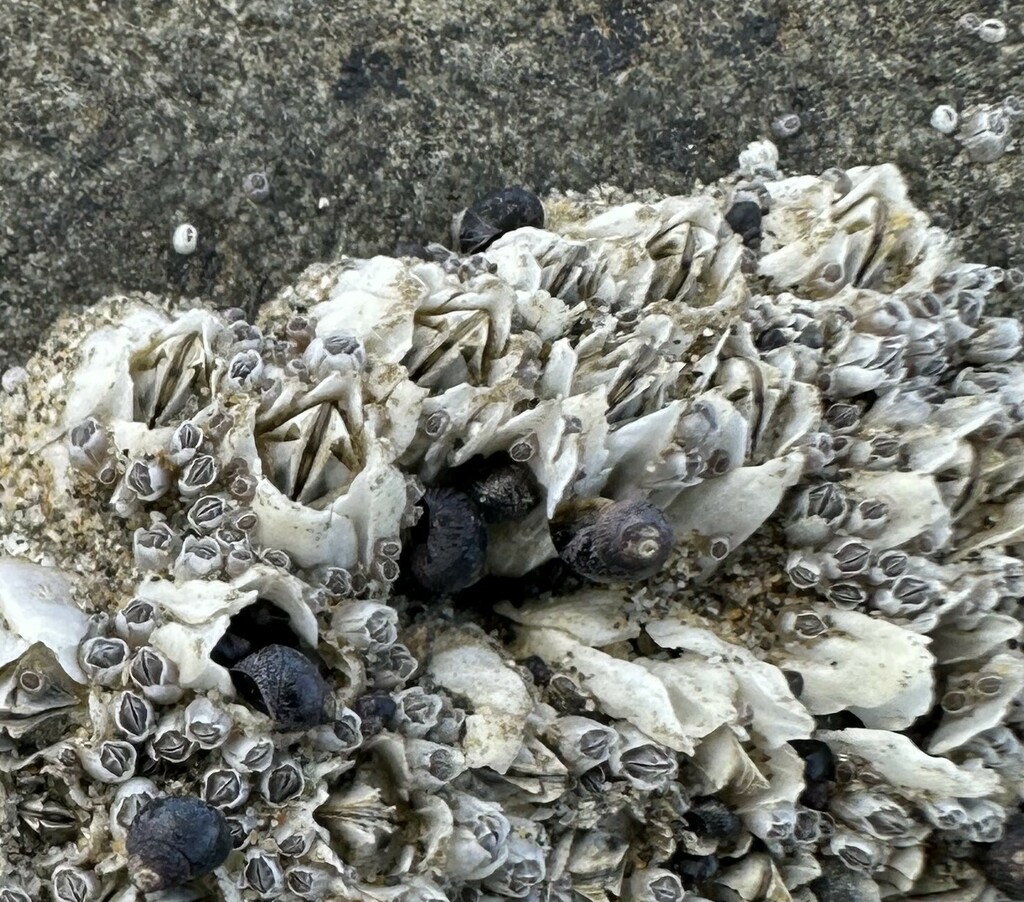 Wrinkled Barnacle from Seaside, Clatsop Co., OR, USA on April 14, 2023 ...