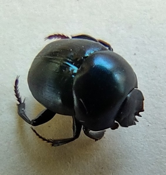 Canthon cyanellus LeConte, 1859