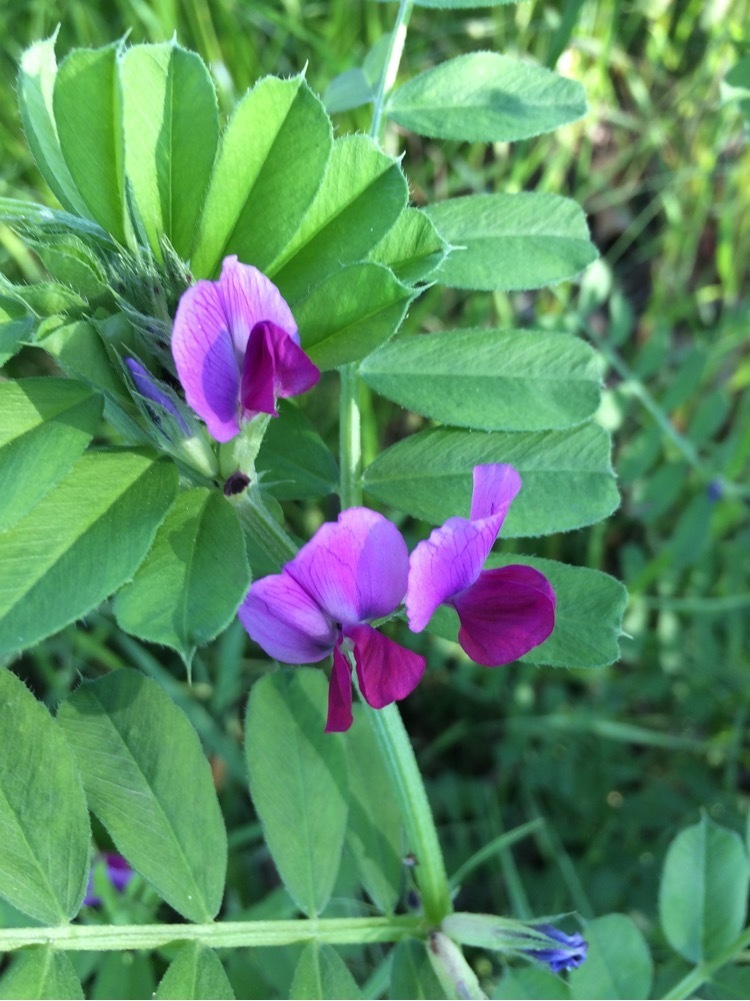 Common Vetch in October 2018 by QuestaGame. Sighting and photos (c ...