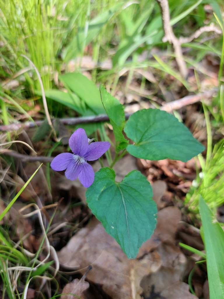 Early Dog-violet in April 2023 by ridilarata · iNaturalist