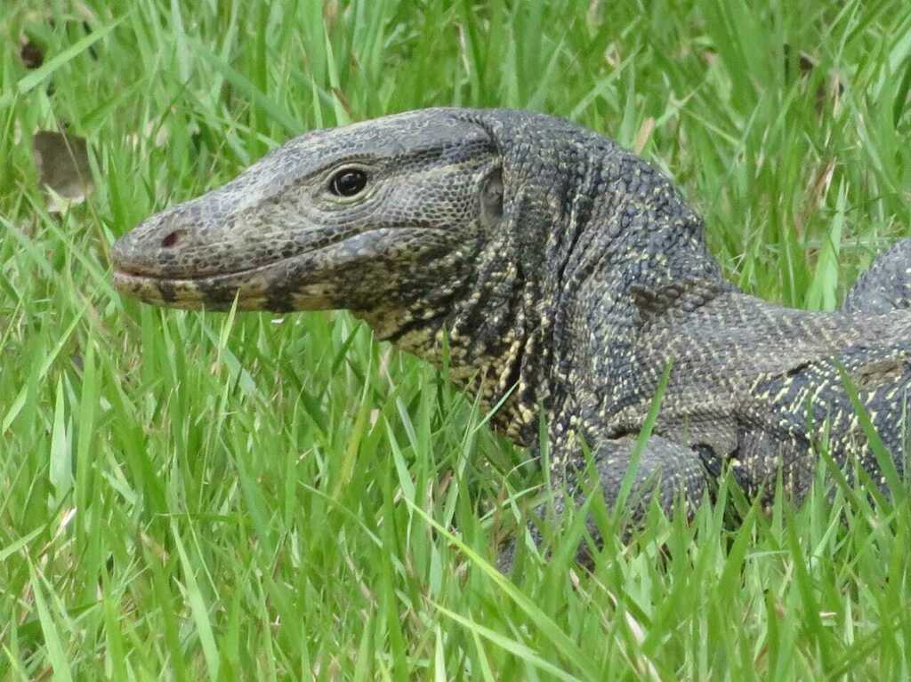 Southeast Asian Water Monitor from Presidency Division, West Bengal ...