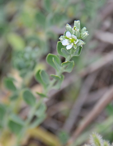 Subspecies Telephium imperati imperati · iNaturalist