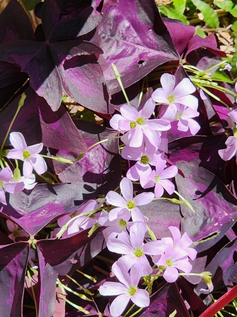 false shamrock from Pasadena, TX 77505, USA - My Backyard on April 30 ...