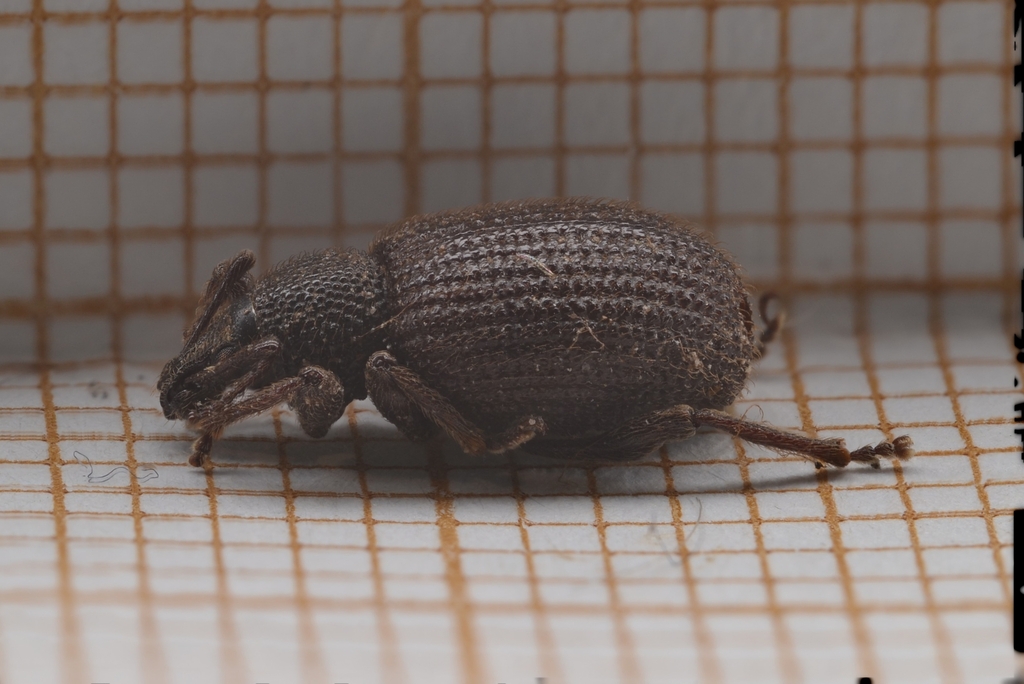Rough strawberry root weevil from 10150 Sainte-Maure, France on March ...