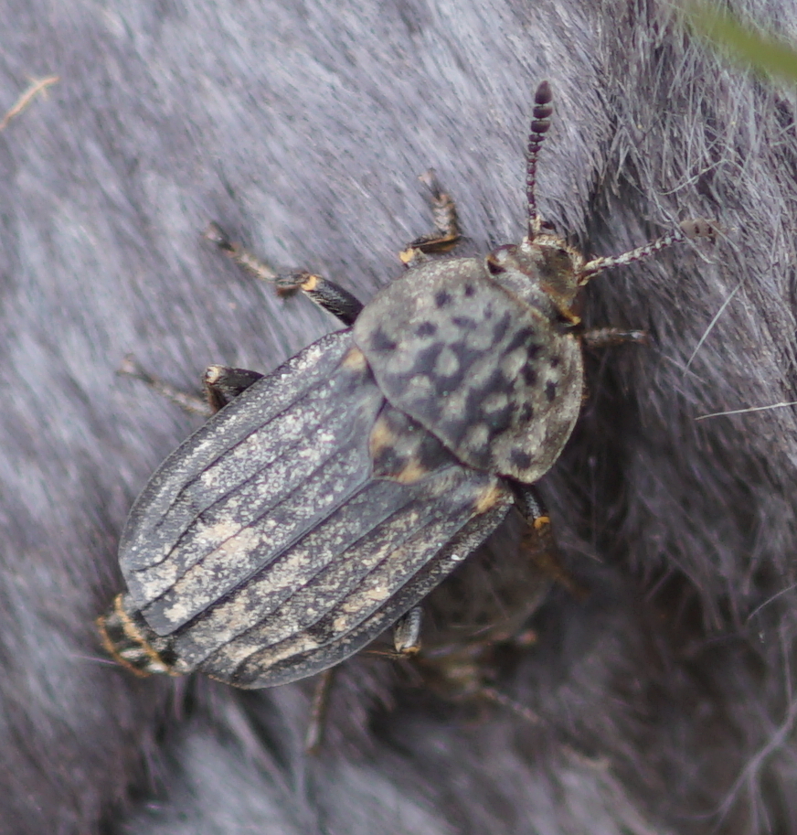 Thanatophilus sinuatus (Fabricius, 1775)
