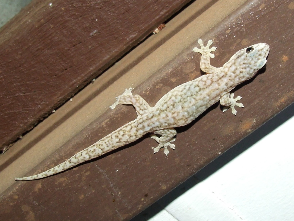 Tree Dtella (Hamelin Animals) · iNaturalist