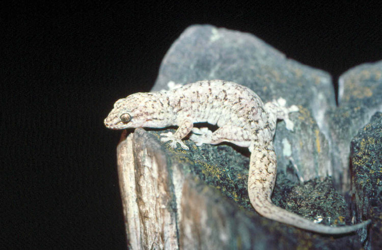 Dubious Dtella (ReefBlitz 2015 Kissing Point Common Reptile & Amphibian ...