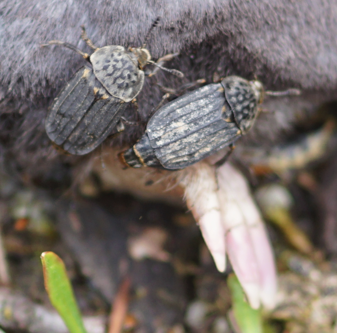 Thanatophilus sinuatus (Fabricius, 1775)