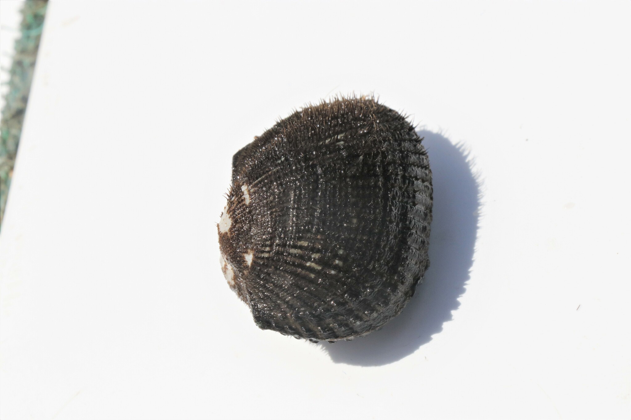 Anadara tuberculosa (G.B.Sowerby I, 1833)