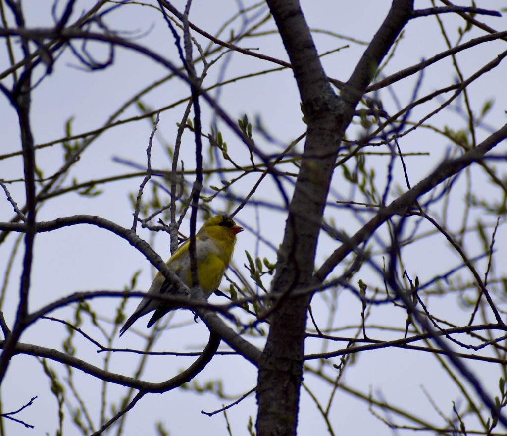 American Goldfinch from Rosemère, QC, Canada on April 30, 2023 at 11:30 ...